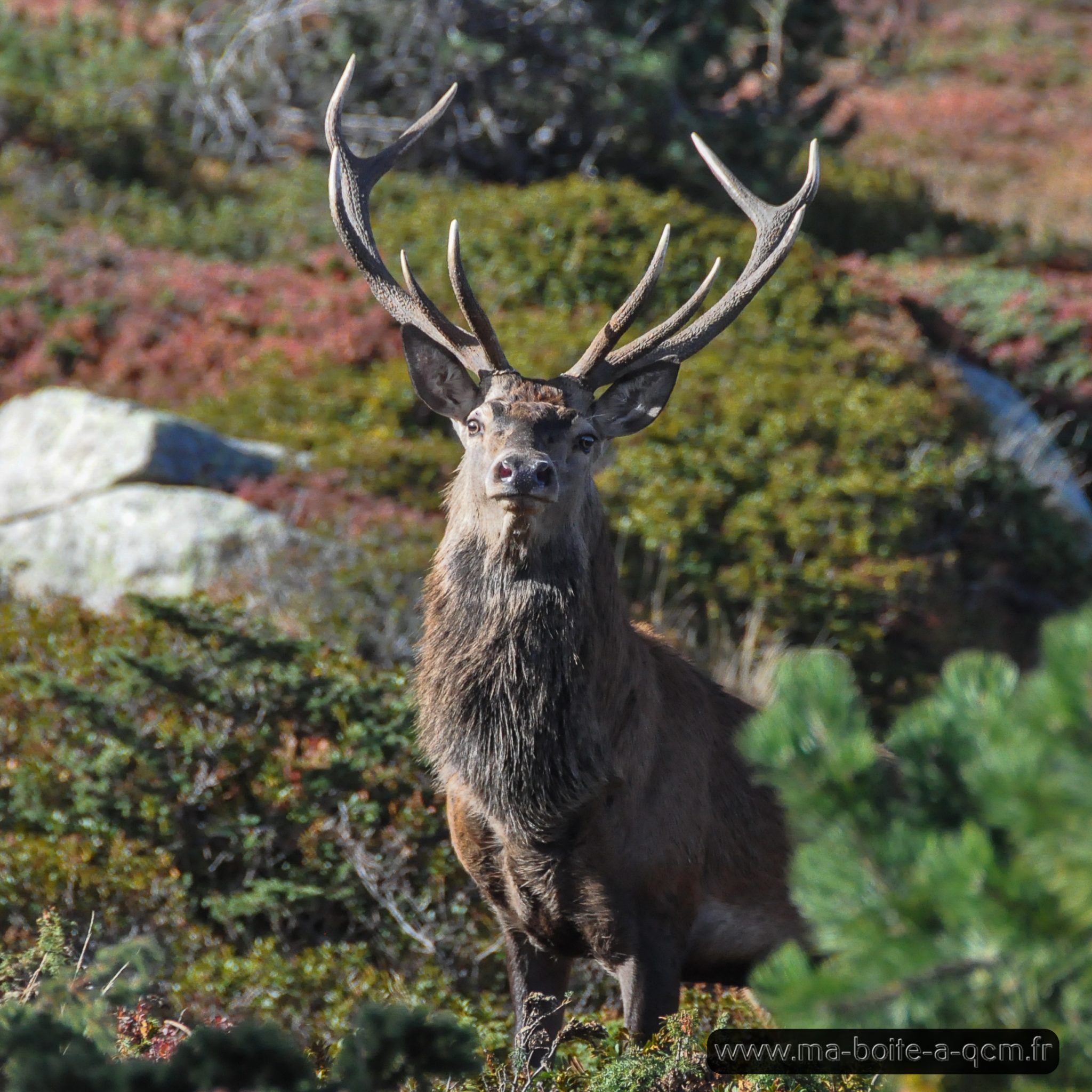Réglementation de la chasse en France - Probatoire Accompagnateur en ...